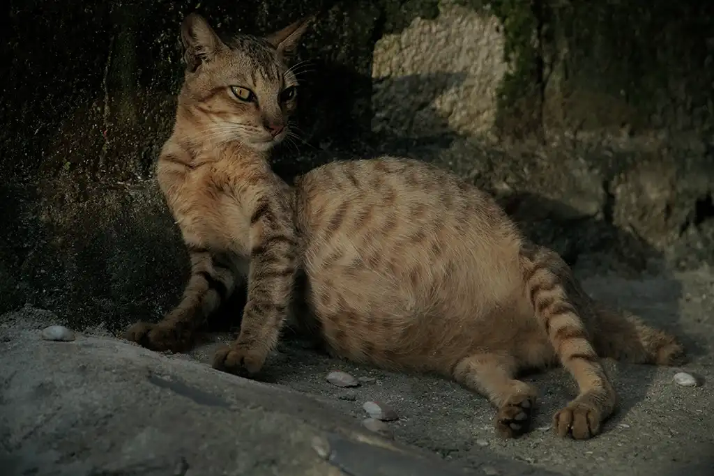 โรค FIP แมว เกิดจากอะไร? ป้องกันน้องแมวอย่างไรให้ไกลจากโรคนี้!!